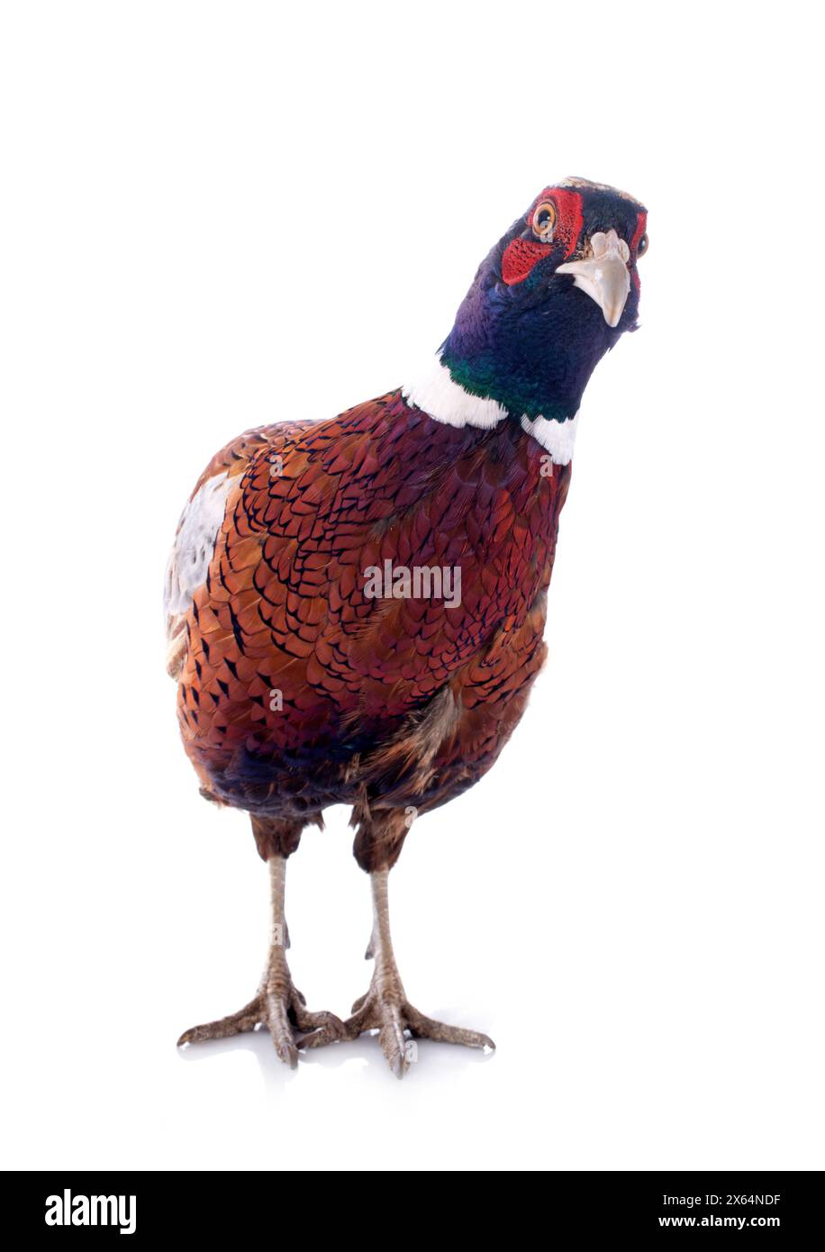 male european pheasant in front of white background Stock Photo - Alamy