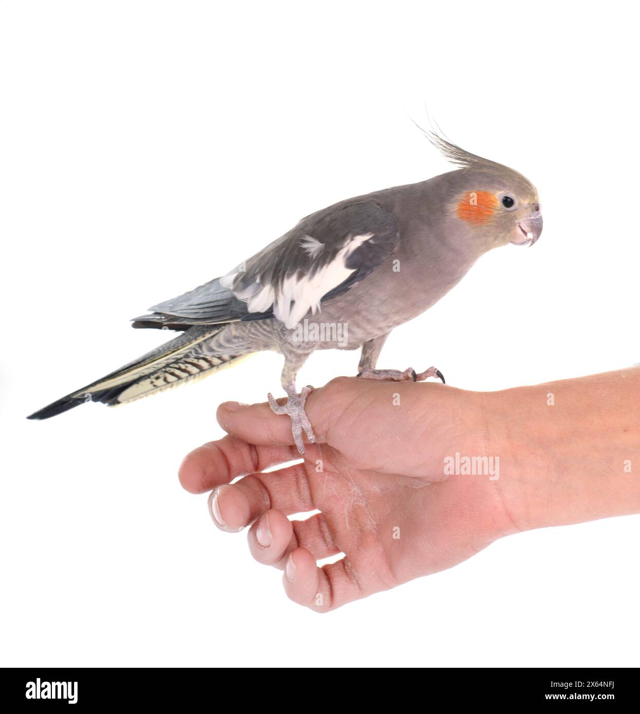 young Cockatiel in front of white background Stock Photo - Alamy