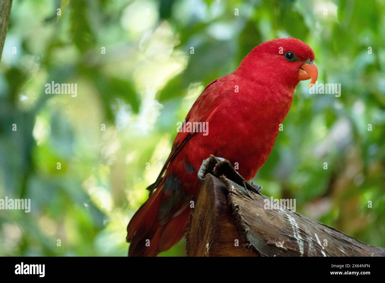 the red lory is mostly red and all the plumage of the upper body is red ...