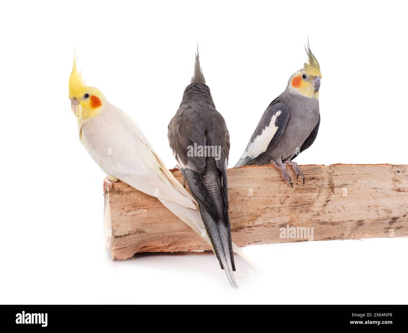 young Cockatiel in front of white background Stock Photo - Alamy