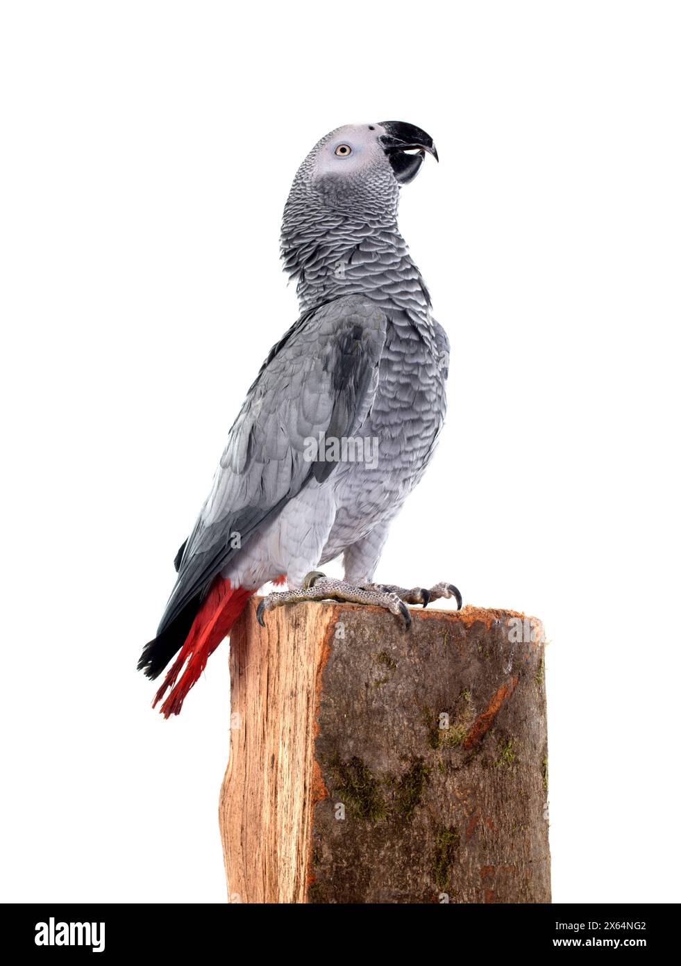 African grey parrot in front of white background Stock Photo - Alamy