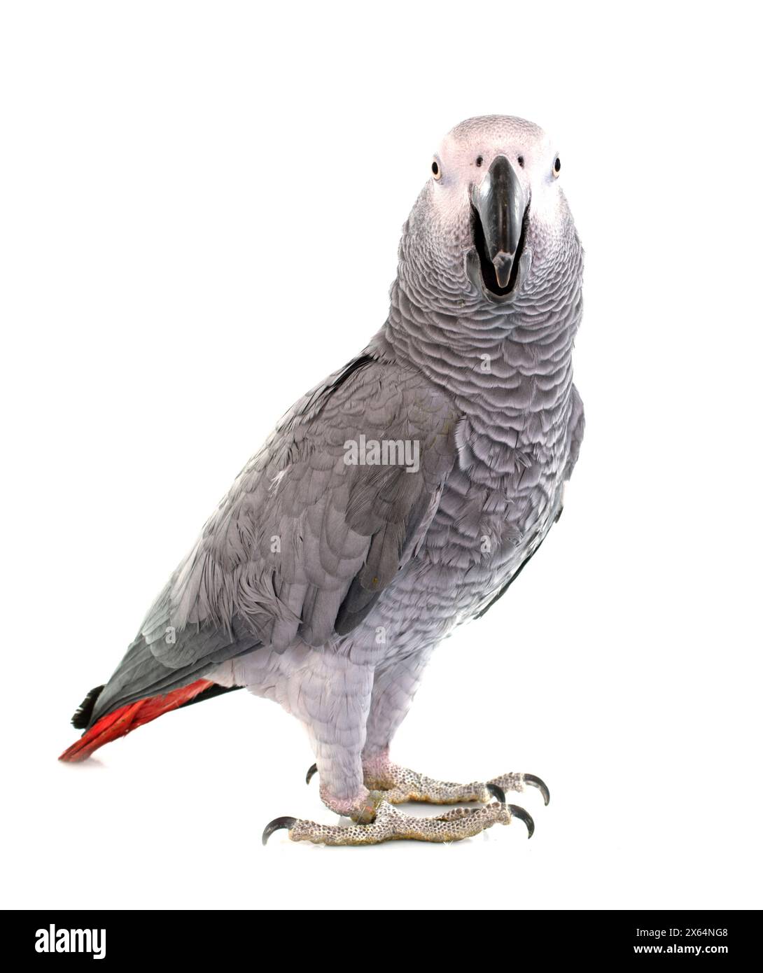 African grey parrot in front of white background Stock Photo - Alamy