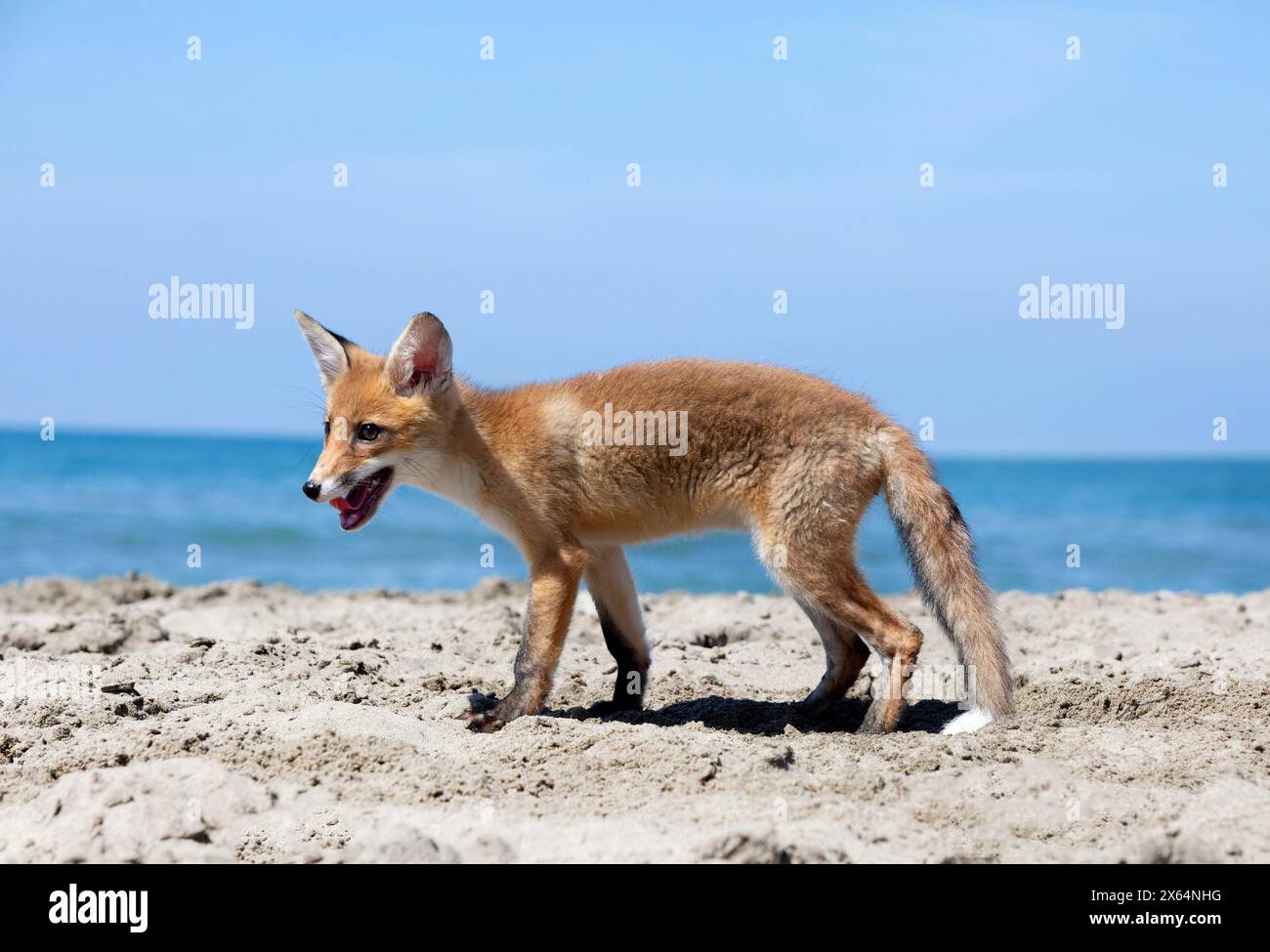 Red fox on beach hi-res stock photography and images - Alamy