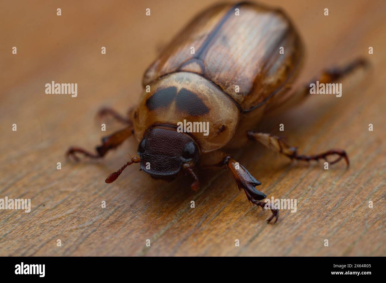 Chafer beetle larvae hi-res stock photography and images - Alamy