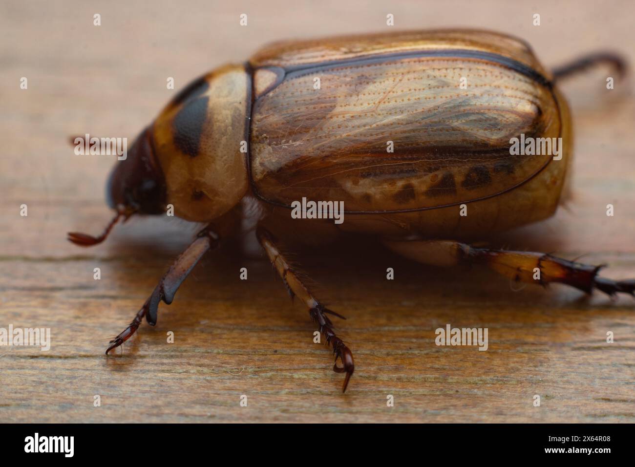 Chafer beetle larvae hi-res stock photography and images - Alamy