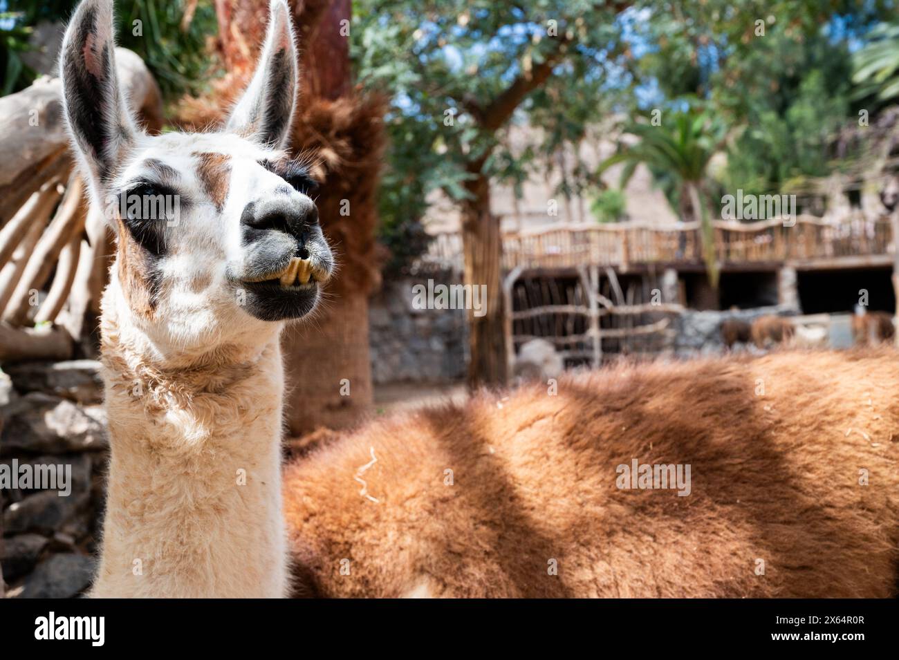 A brown and white llama is standing in a field. The llama is looking at ...