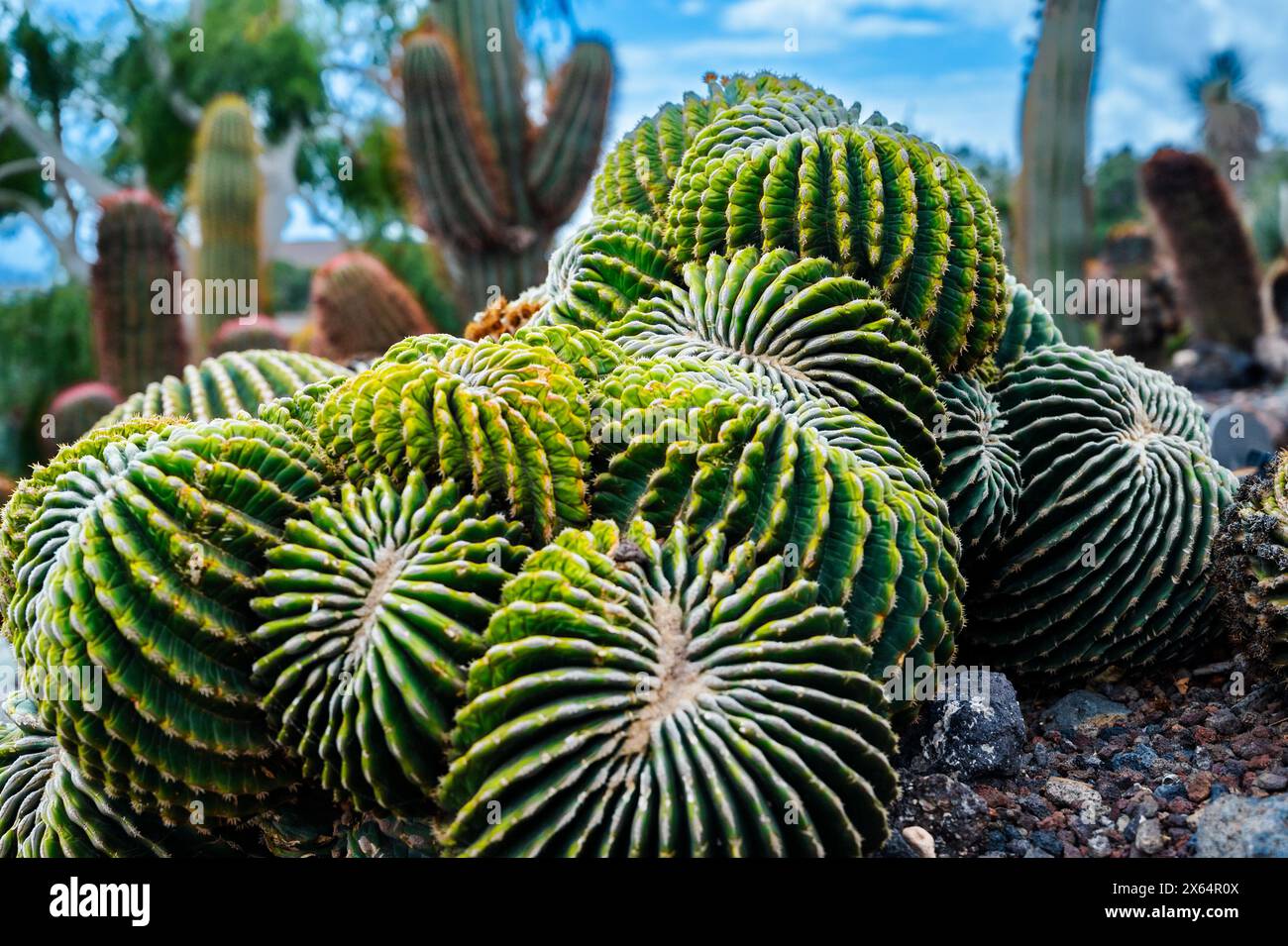 A bunch of cactus plants with green leaves and spines. The plants are ...