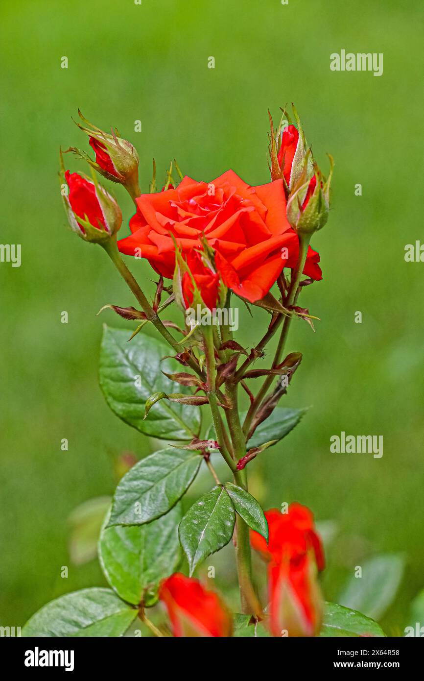 Rose is the name given to woody perennial angiosperm fragrant plant ...