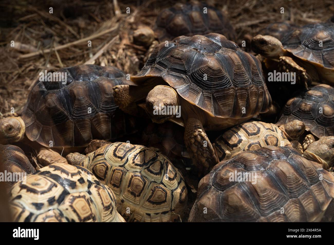 A group of brown and tan turtles are laying on the ground. The turtles ...