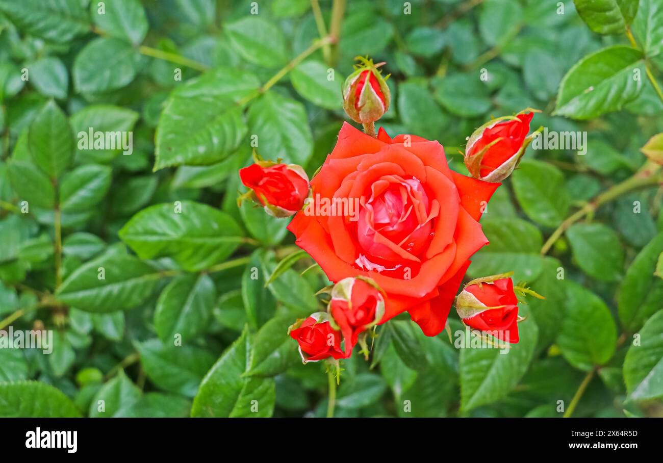 Rose is the name given to woody perennial angiosperm fragrant plant ...