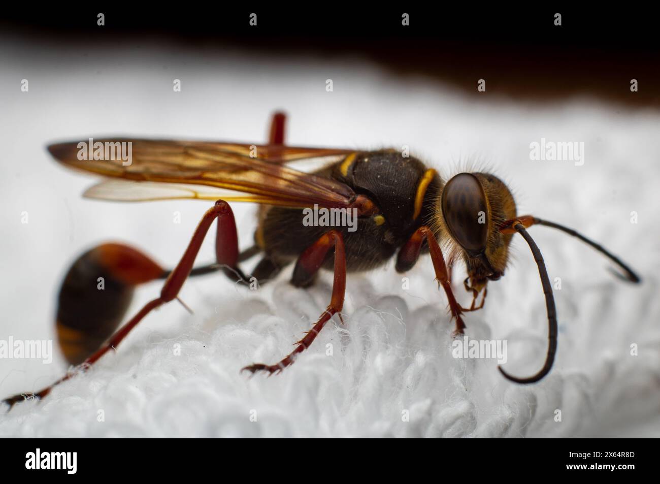A dying wasp of Sceliphron curvatum, also known as the Asian mud-dauber ...