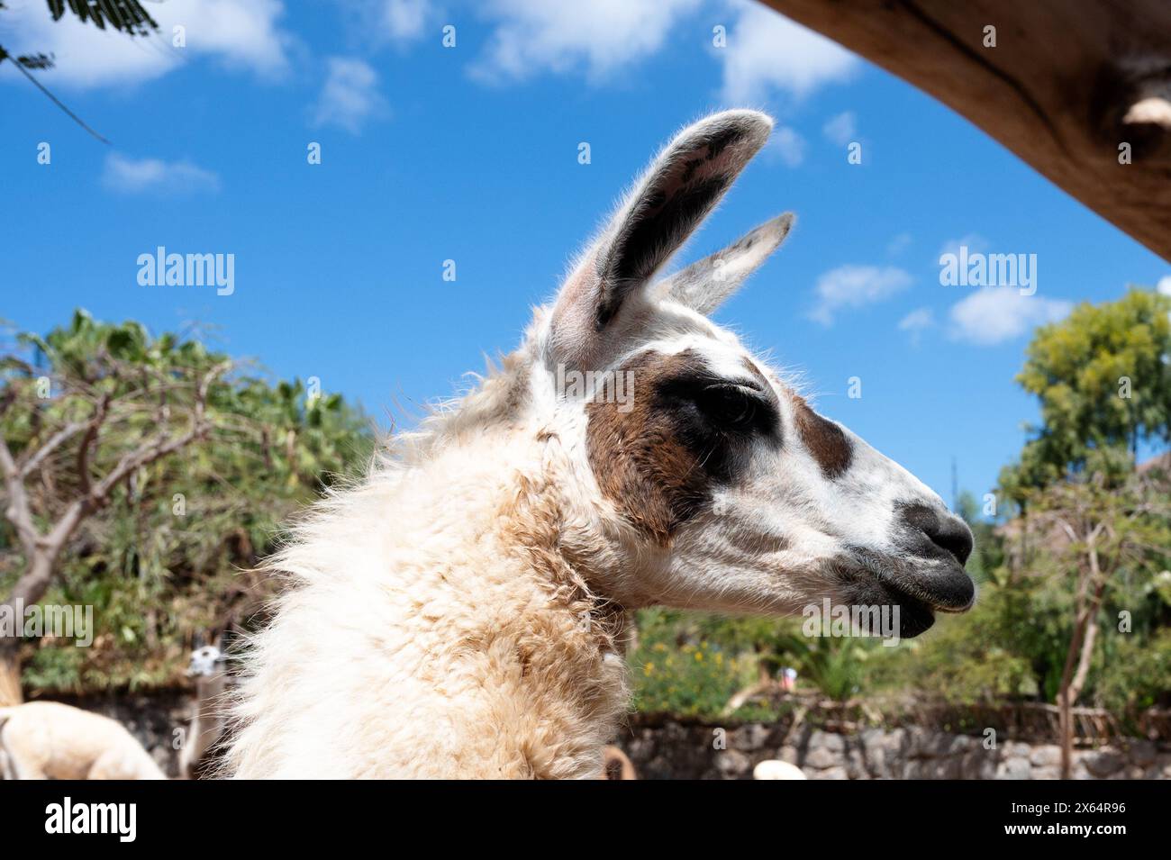 A white and brown llama with a black nose and ears. The llama is ...