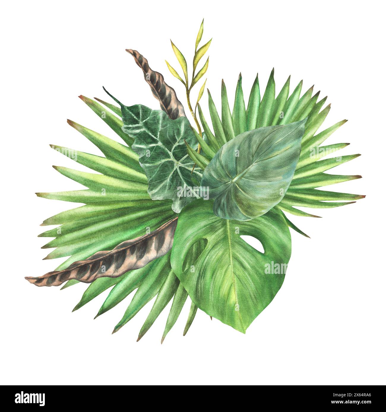 Bouquet of tropical green leaves, exotic home plant, Monstera palm ...