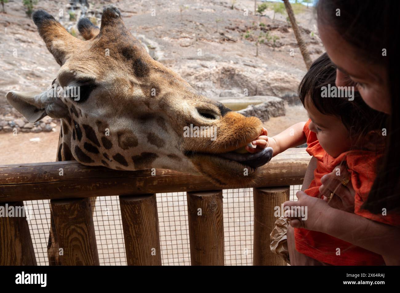 A woman and a child are feeding a giraffe at a zoo. The giraffe is ...