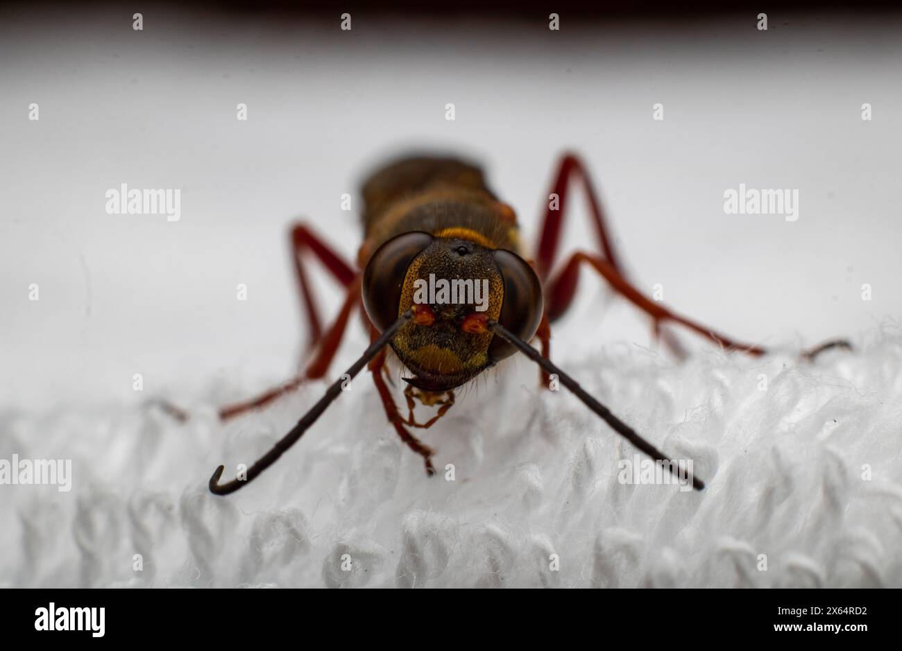 A dying wasp of Sceliphron curvatum, also known as the Asian mud-dauber ...