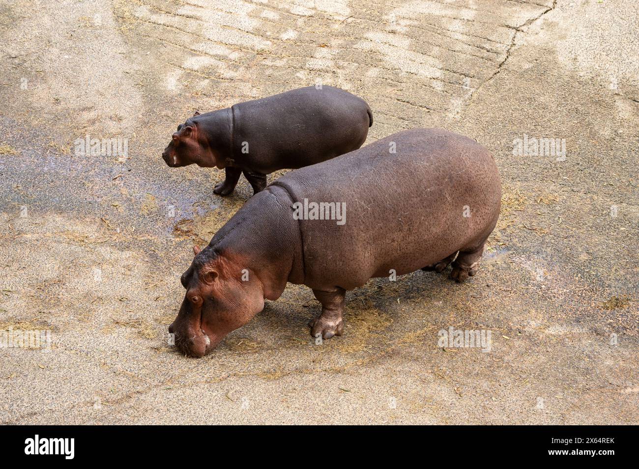 Two hippos standing in the dirt. One is larger than the other. The ...