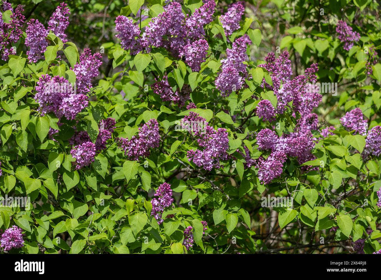 Full frame abstract texture background of flower blossoms and buds on a ...