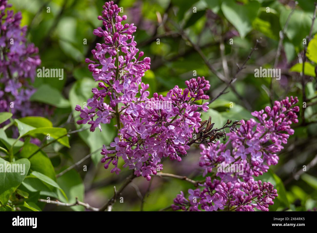 Full frame abstract texture background of flower blossoms and buds on a ...