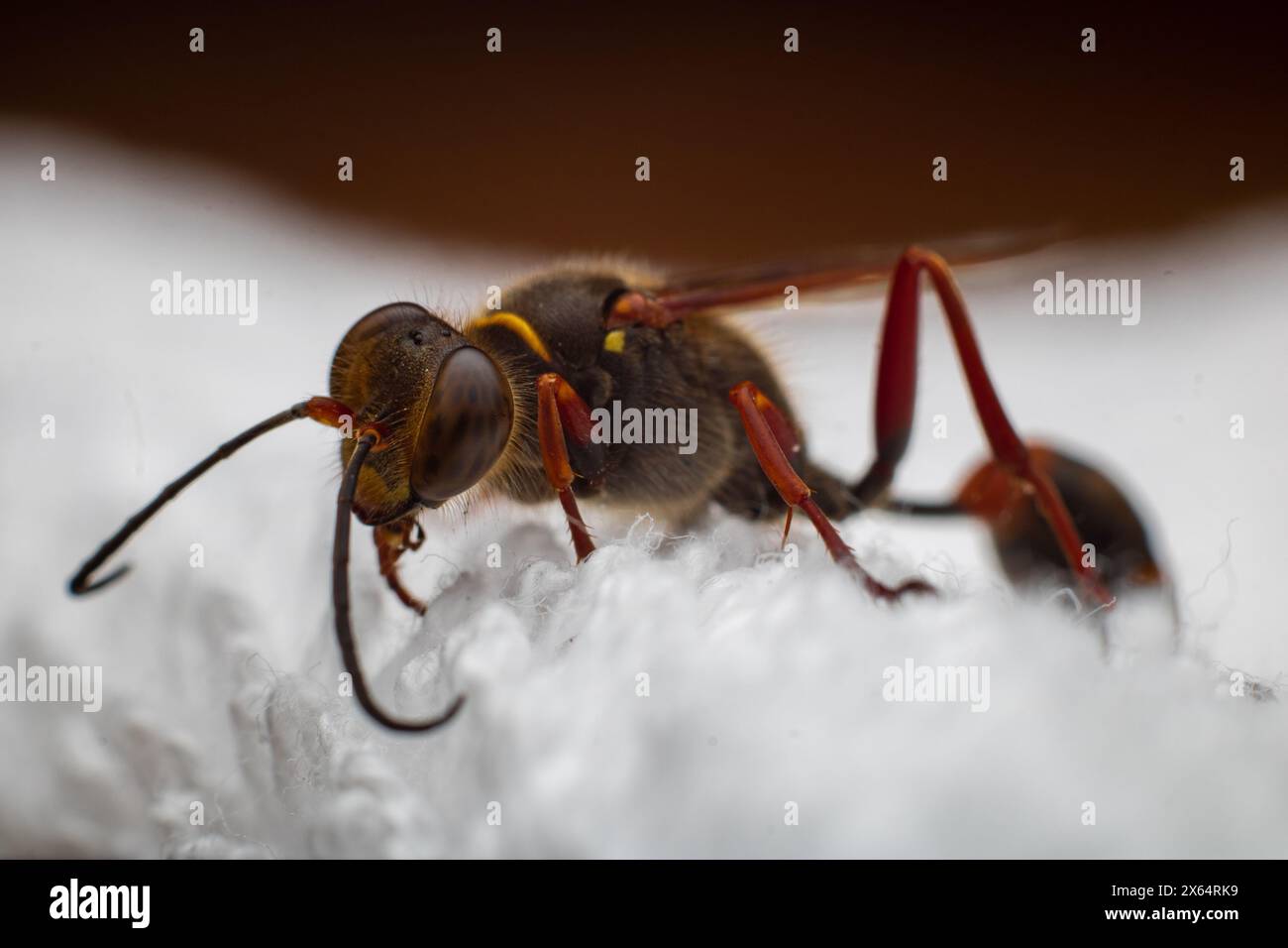 A dying wasp of Sceliphron curvatum, also known as the Asian mud-dauber ...
