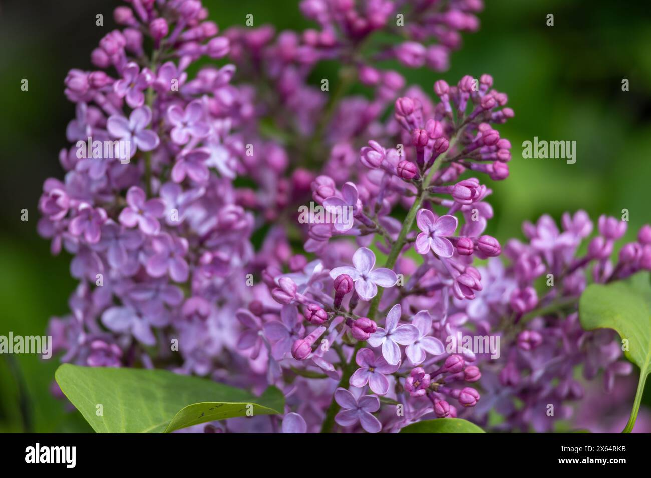 Full frame abstract texture background of flower blossoms and buds on a ...