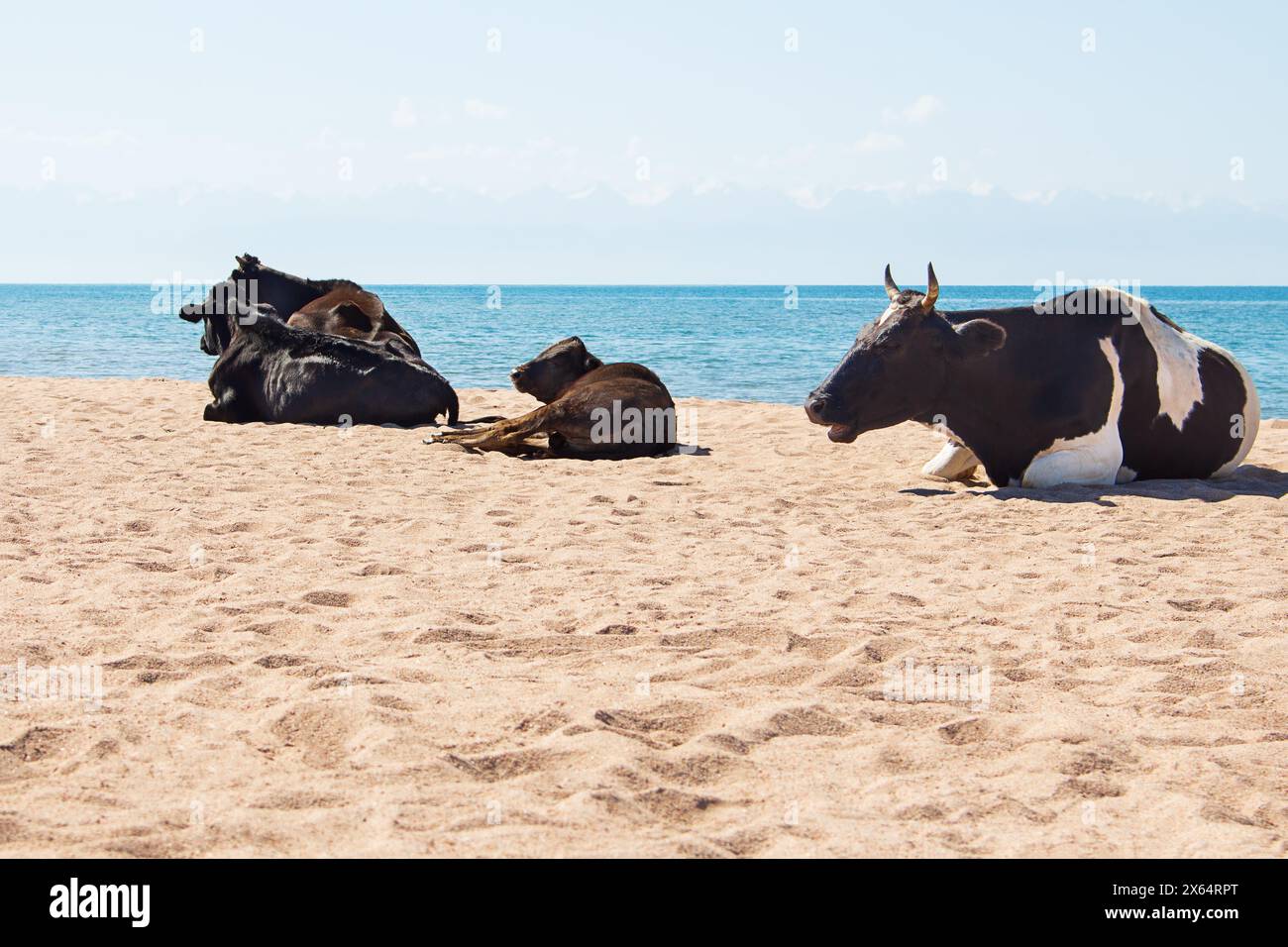 Cows, bulls and calf on sandy beach of sea, ocean. Livestock grazes ...