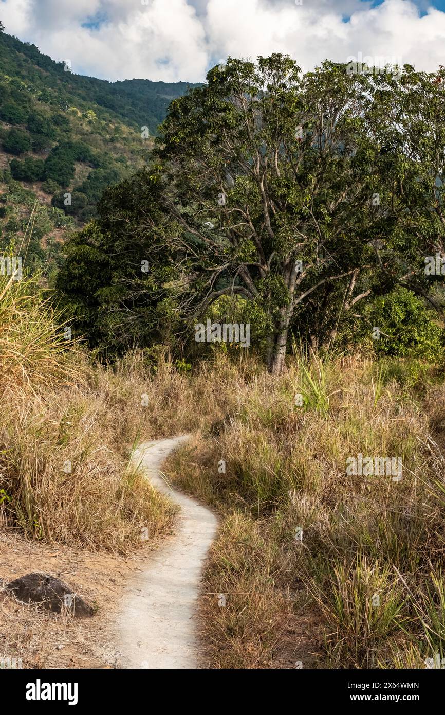 Path in the forest on a sunny day. Tropical jungles of Southeast Asia ...
