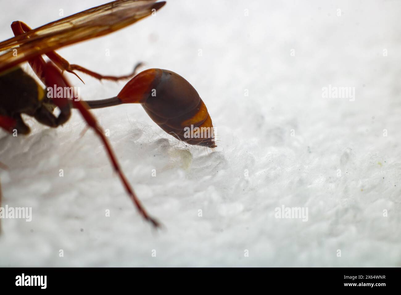 A dying wasp of Sceliphron curvatum, also known as the Asian mud-dauber ...