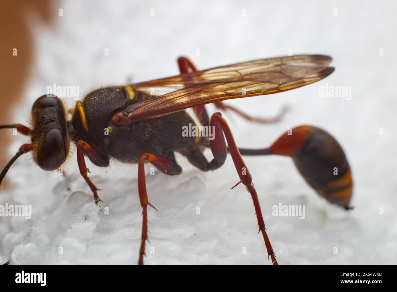 A dying wasp of Sceliphron curvatum, also known as the Asian mud-dauber ...