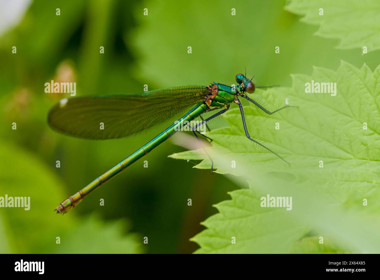 (Anisoptera), predatory insect characterized by an elongated body ...