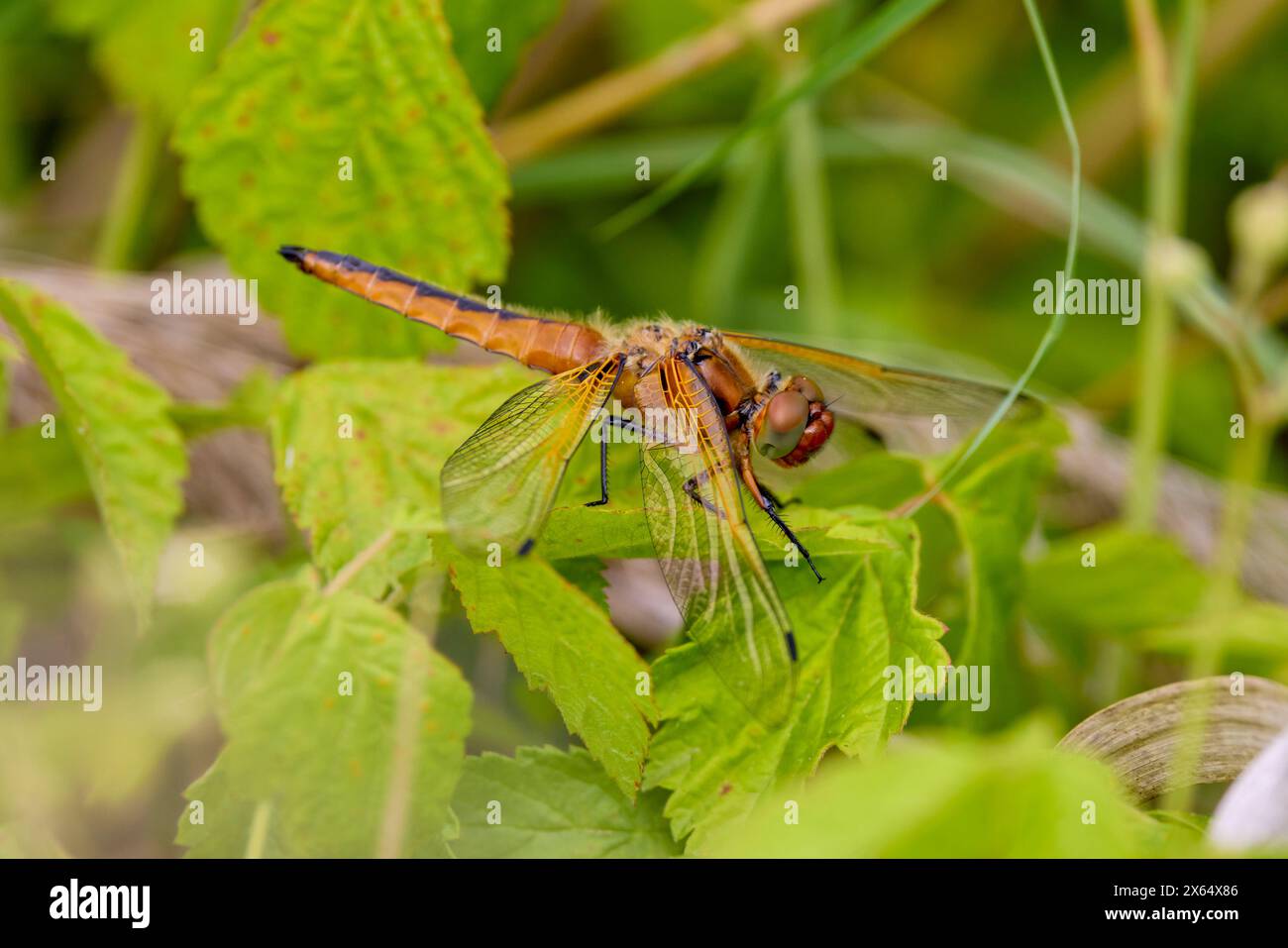 (Anisoptera), predatory insect characterized by an elongated body ...