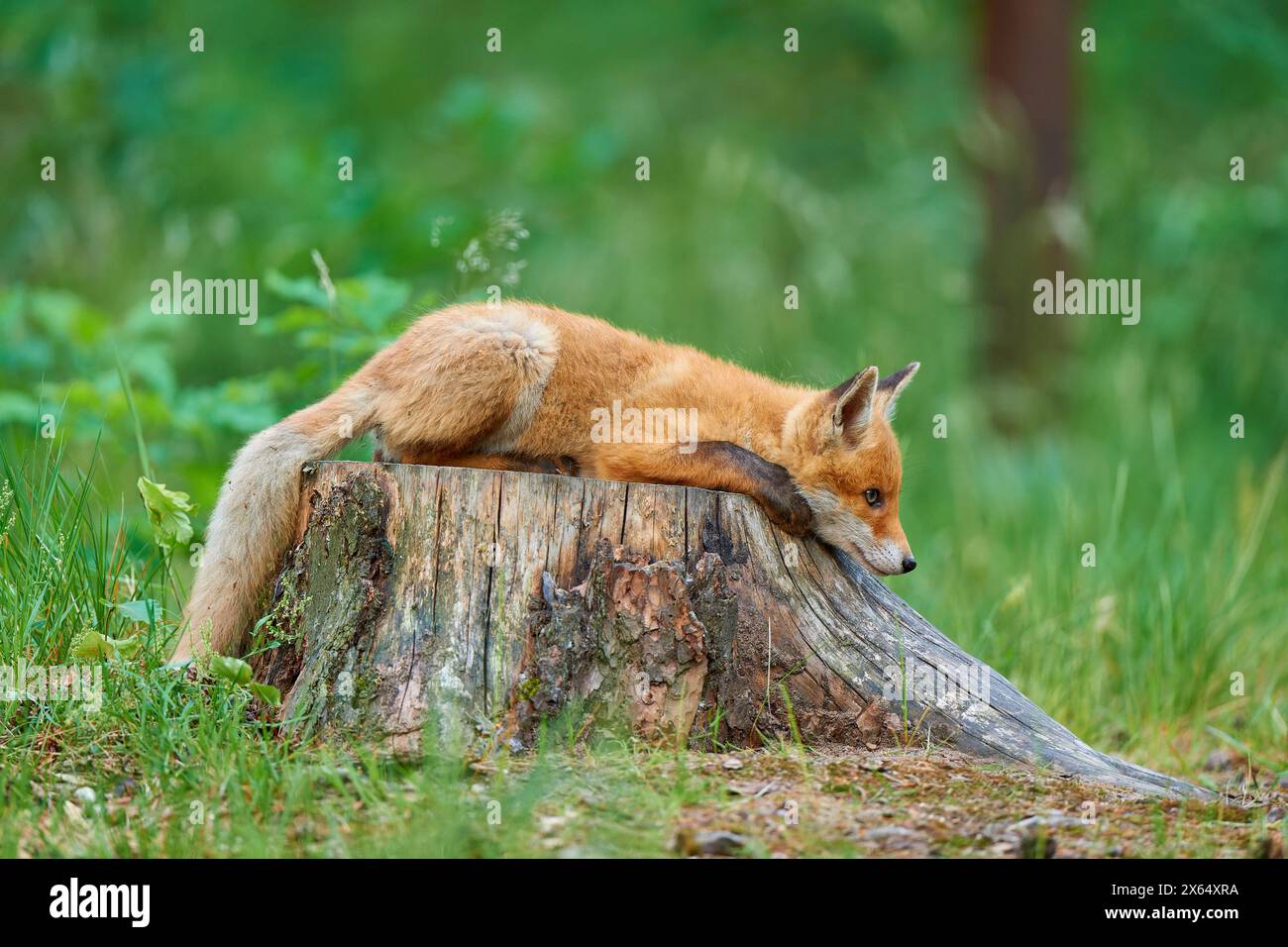 Red Fox (Vulpes vulpes), young fox lying on tree trunk Stock Photo - Alamy
