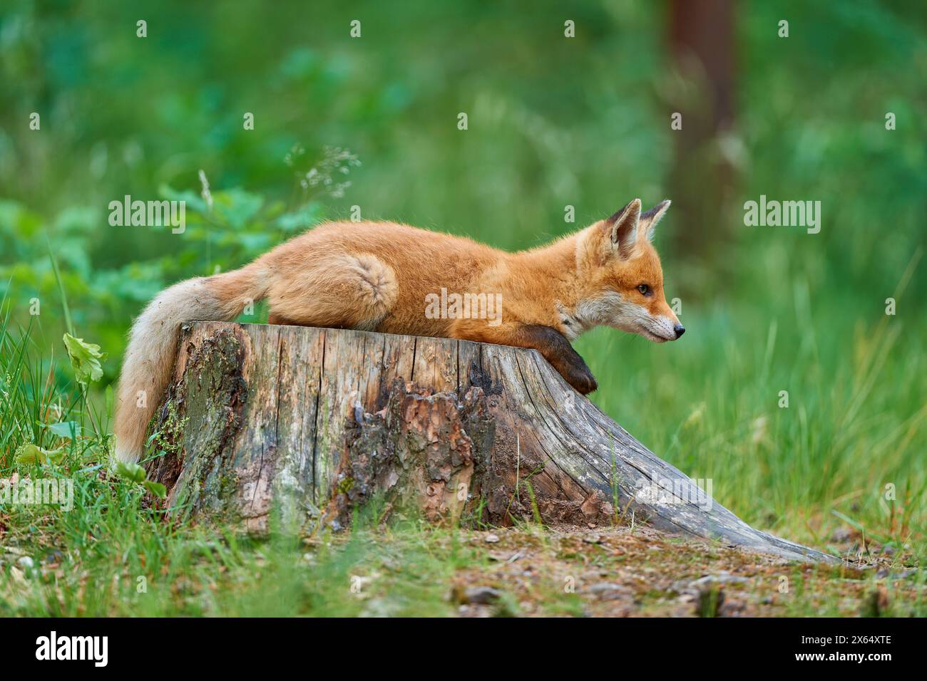 Red Fox (Vulpes vulpes), young fox lying on tree trunk Stock Photo - Alamy