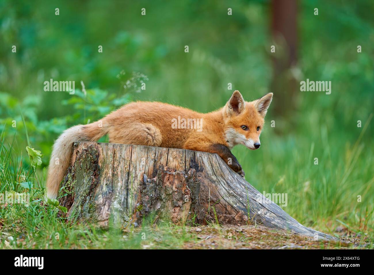 Red Fox (Vulpes vulpes), young fox lying on tree trunk Stock Photo - Alamy