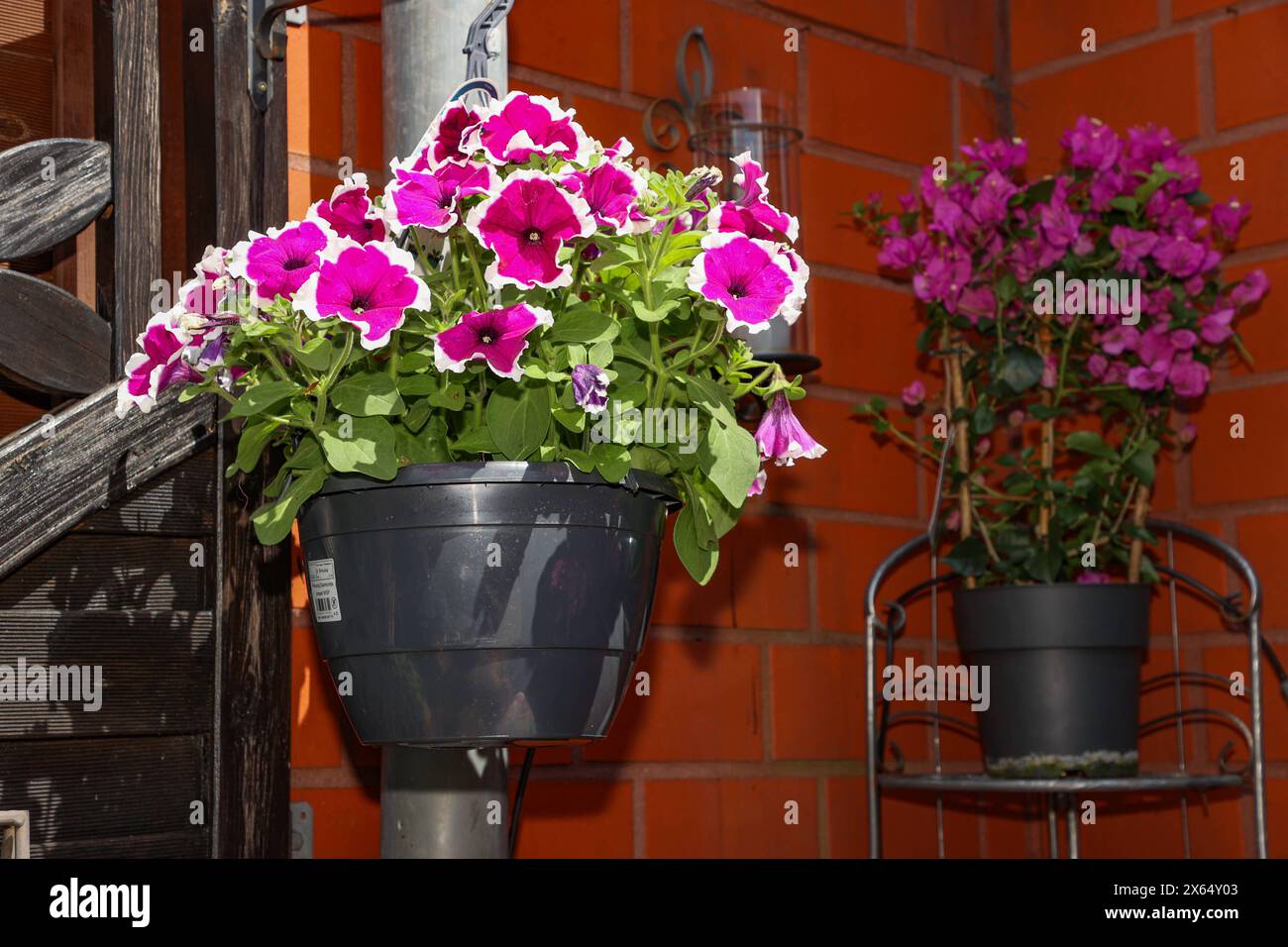 Symbolfoto Gartenarbeit, Gartenarbeit im Mai, Frau um die 50 bei der ...