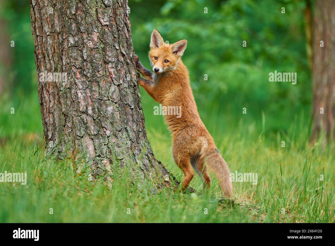 Red fox standing on tree hi-res stock photography and images - Alamy