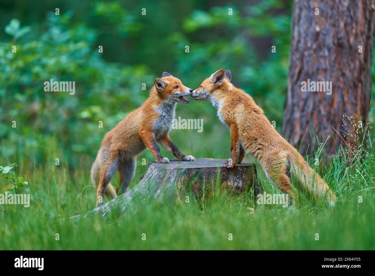 Red Fox (Vulpes vulpes),two foxes fighting and playing Stock Photo - Alamy