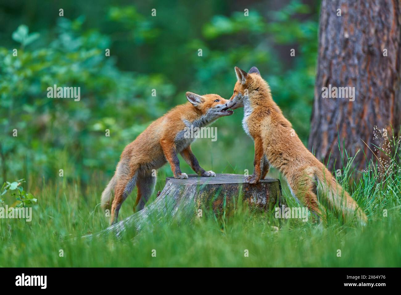 Foxes fighting young red hi-res stock photography and images - Alamy