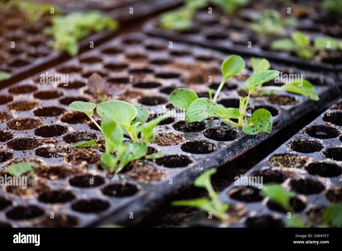 Growing baby plants, seedlings in seed trays Stock Photo - Alamy