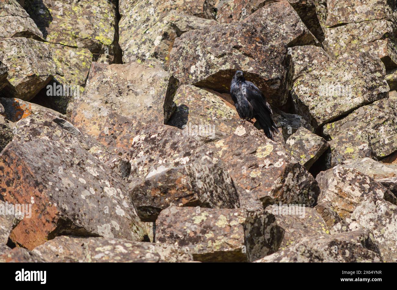 Obsidian Cliff at Yellowstone National Park, USA Stock Photo - Alamy