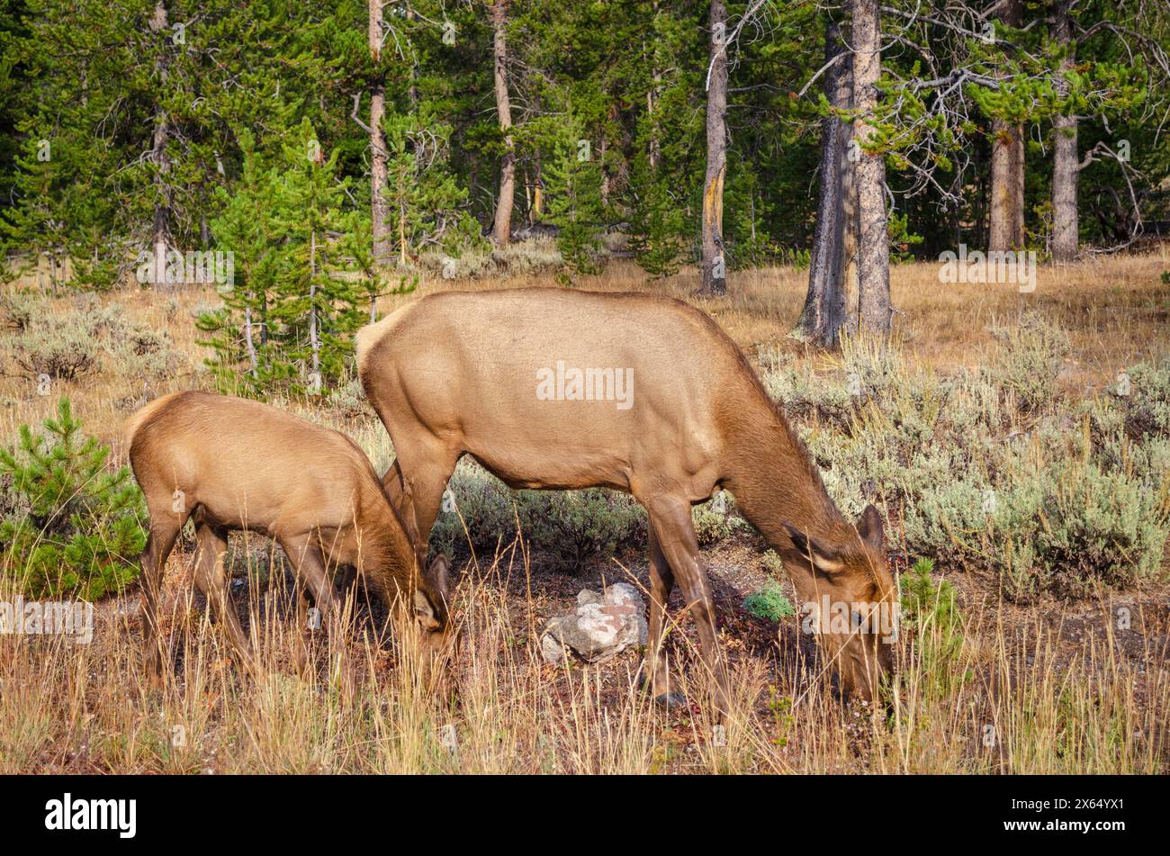 An Elk and her Baby at Yellowstone National Park, USA Stock Photo - Alamy
