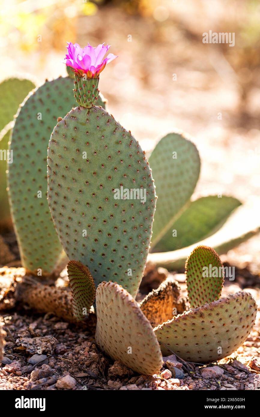 Beavertail Prickly Pear Cactus with Pink Flower in Bloom. Desert ...
