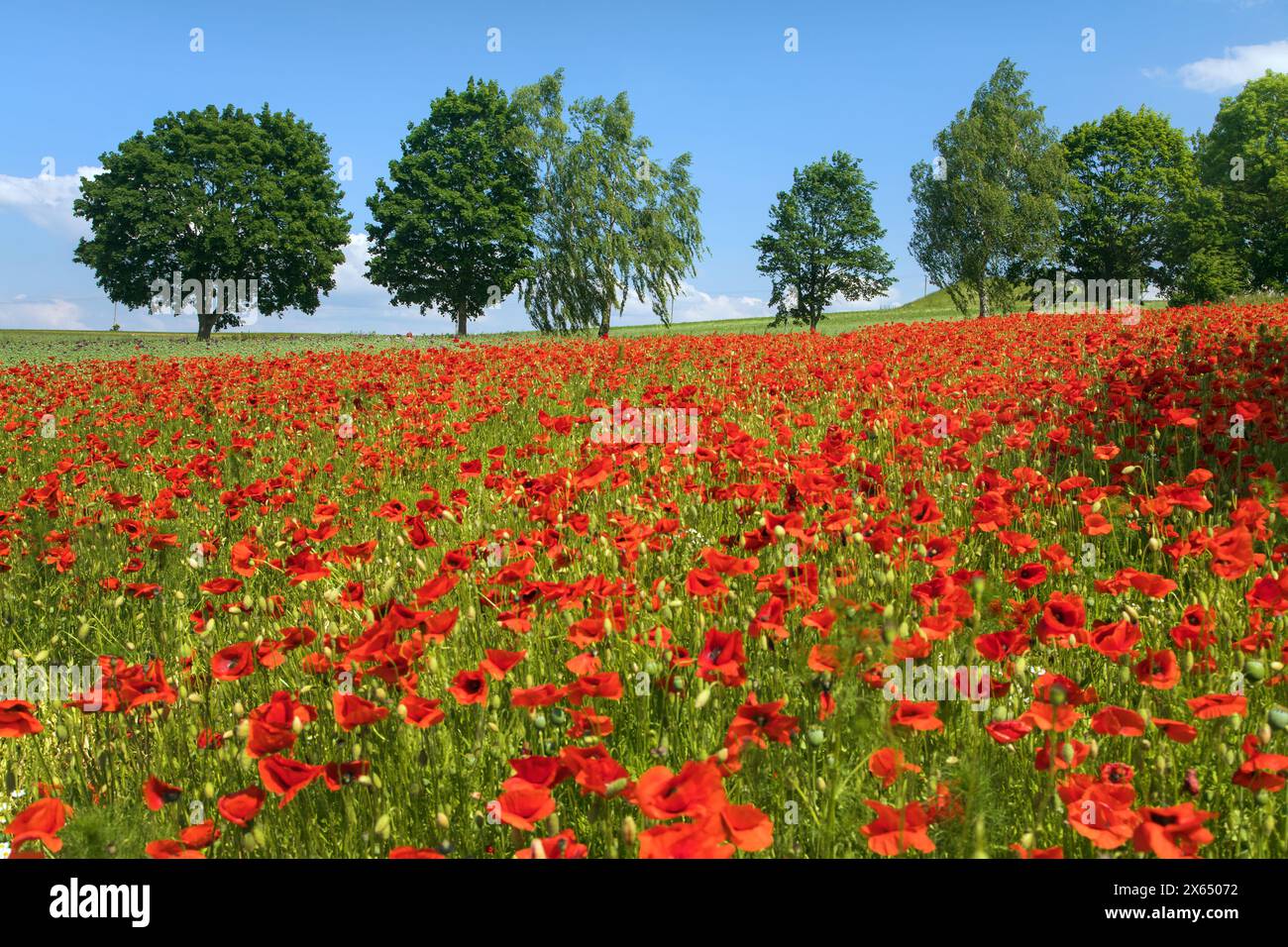 field of red poppies or Common poppy, corn poppy, corn rose, field ...