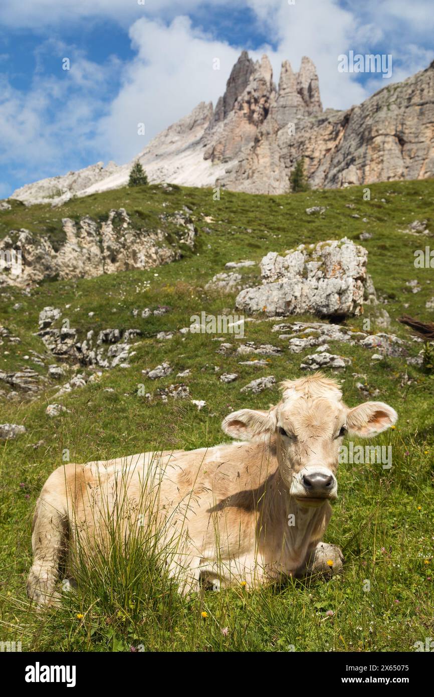 Cow in dolomite mountains hi-res stock photography and images - Alamy