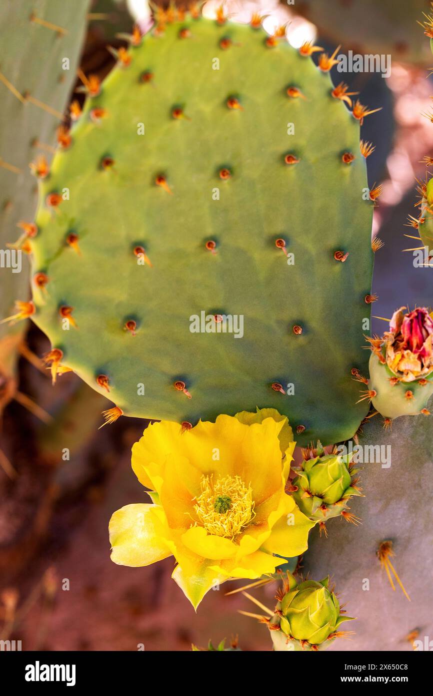 Indian fig in bloom hi-res stock photography and images - Alamy