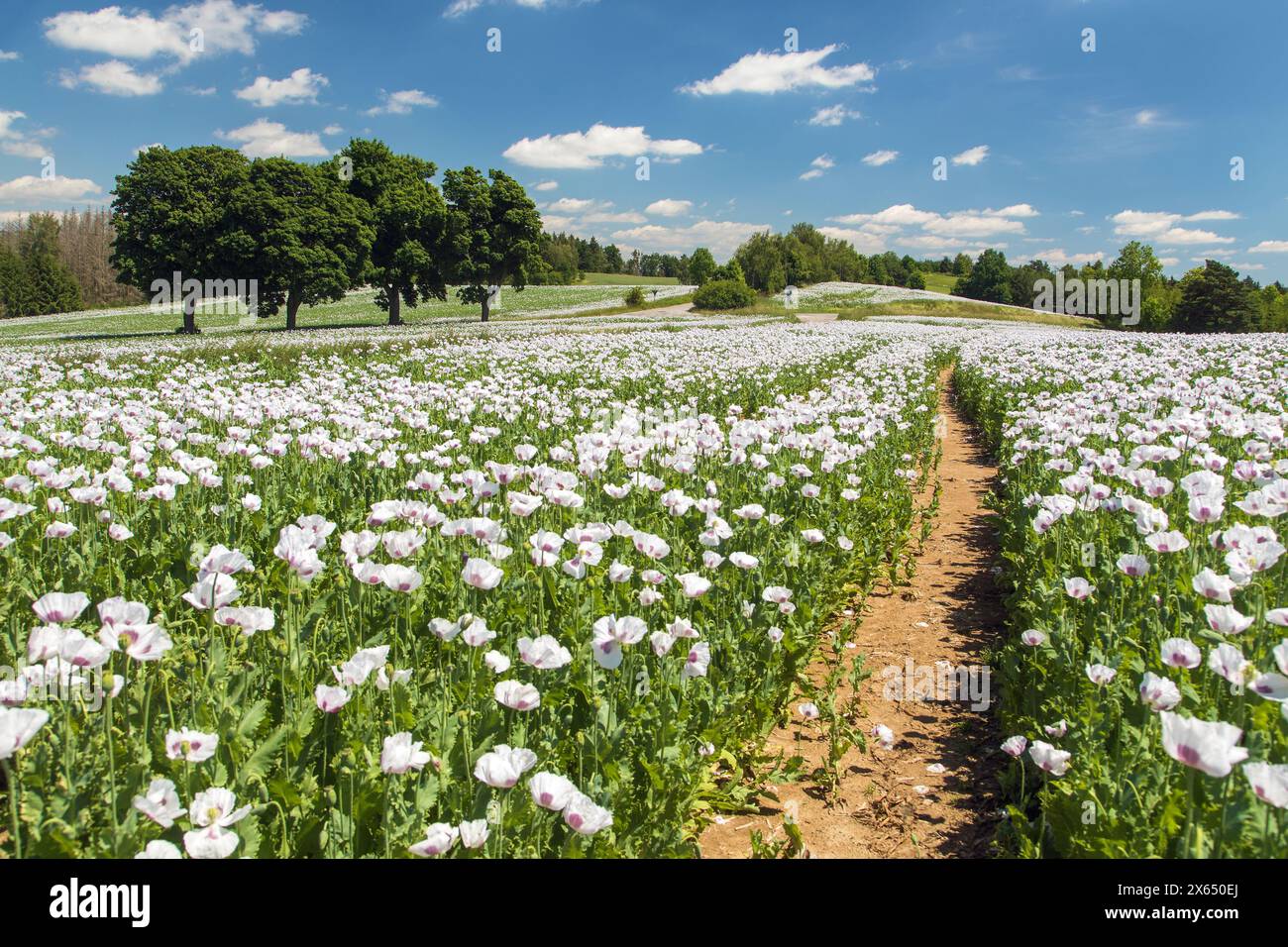 flowering opium poppy field in Latin papaver somniferum, with dirt road ...