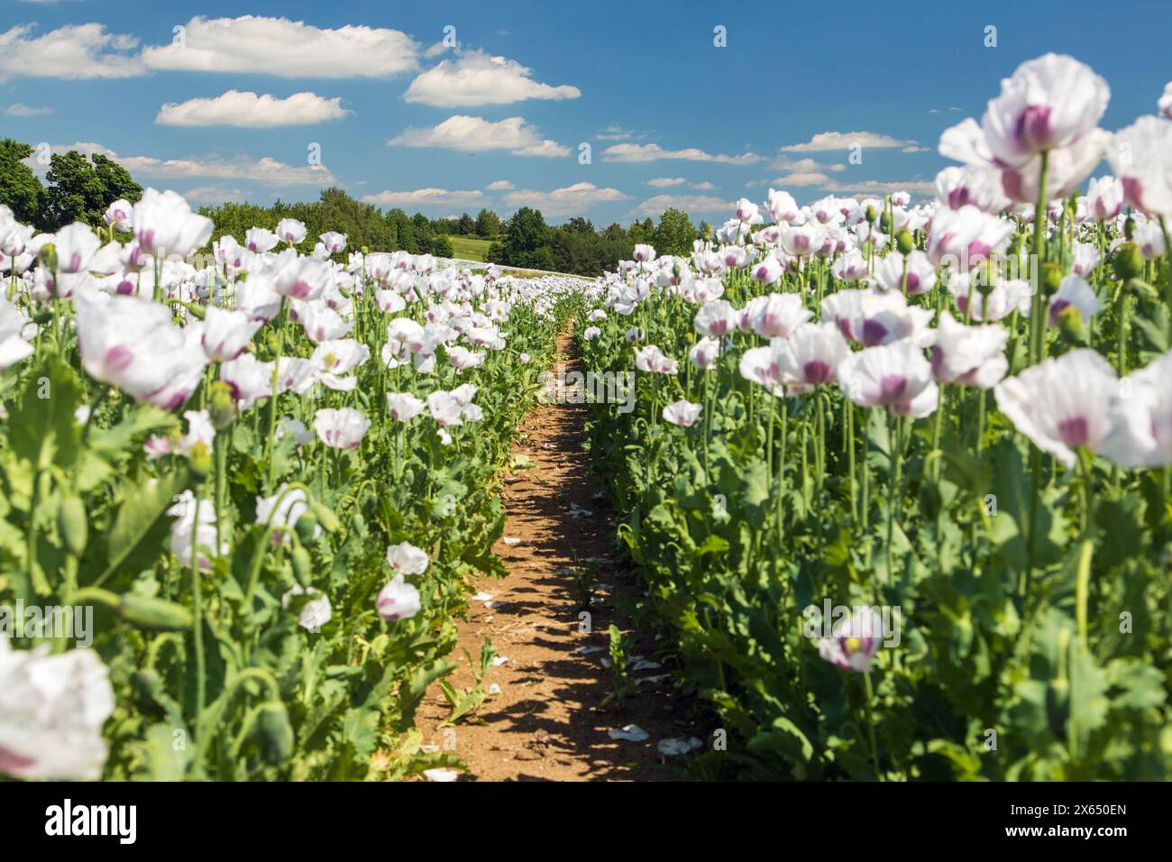 Flowering opium poppy field with pathway, in Latin papaver somniferum ...