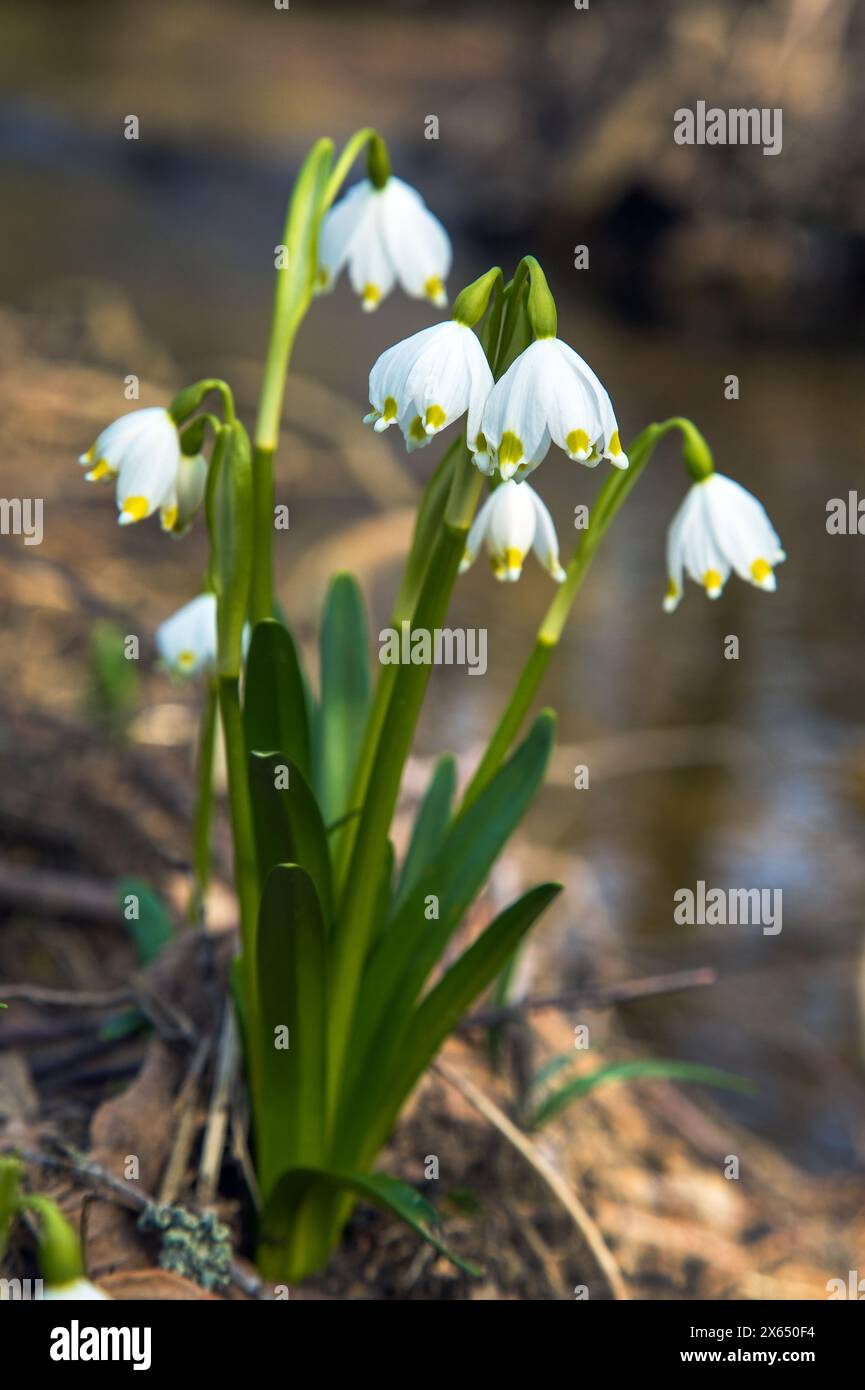 spring snowflake flowers in latin leucojum vernum Stock Photo - Alamy
