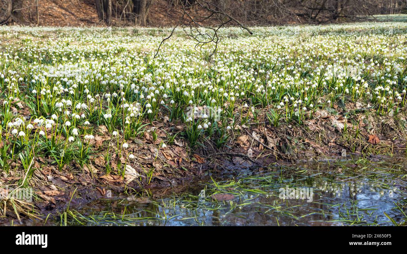 spring snowflake flowers in latin leucojum vernum Stock Photo - Alamy