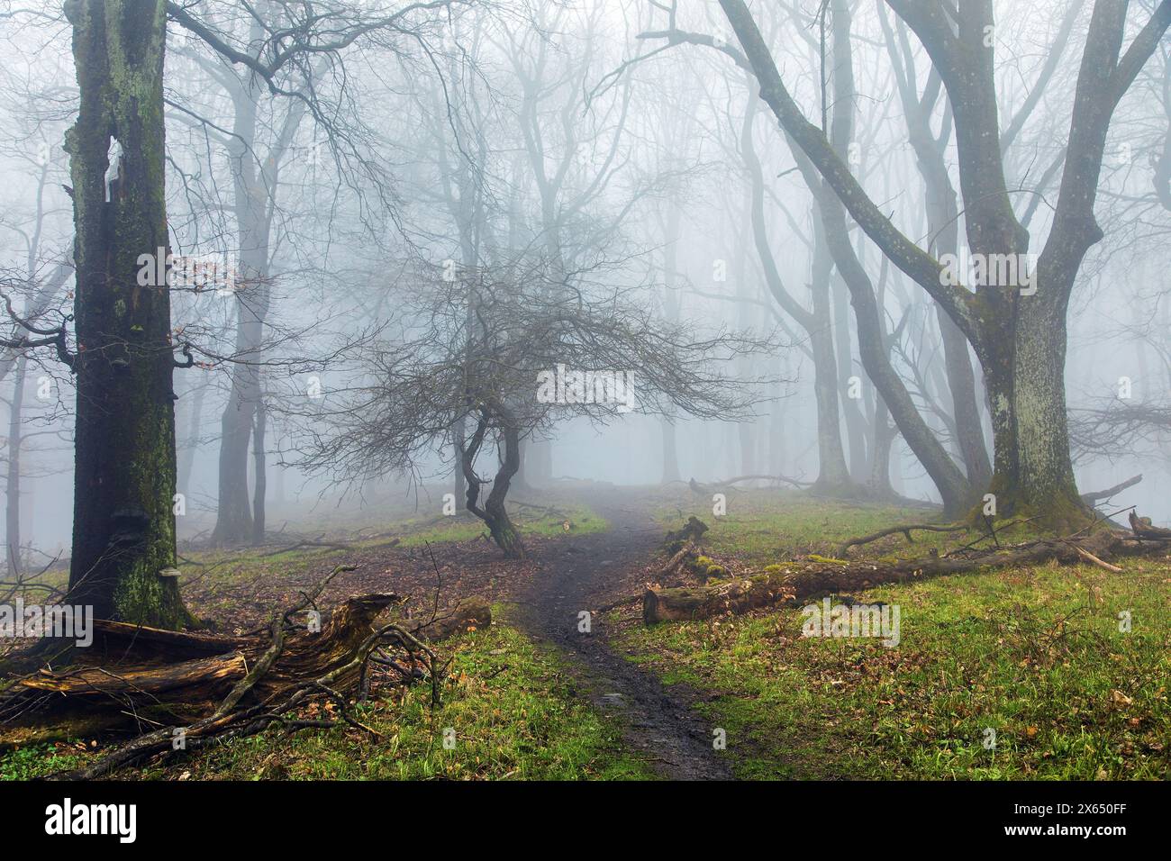 mountain forest still life, view into a misty spring forest with a path ...