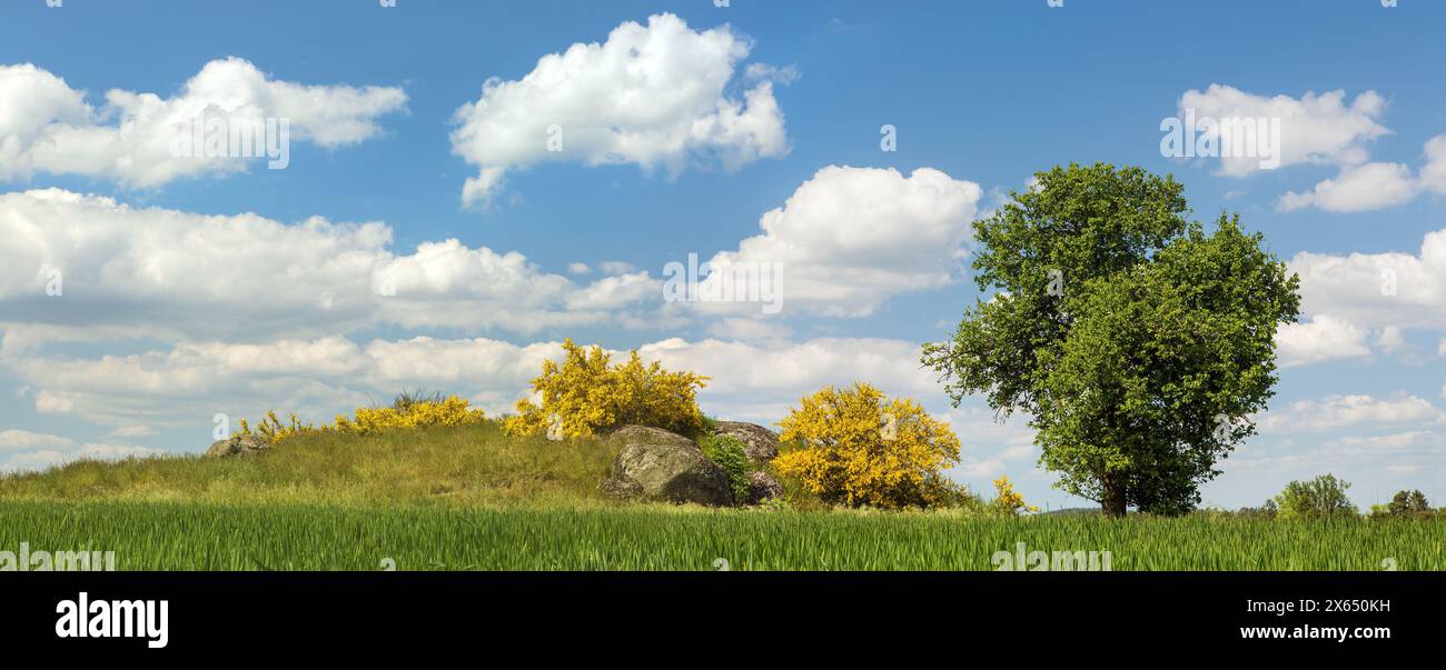 Cytisus scoparius, the common broom or Scotch broom yellow flowering in ...